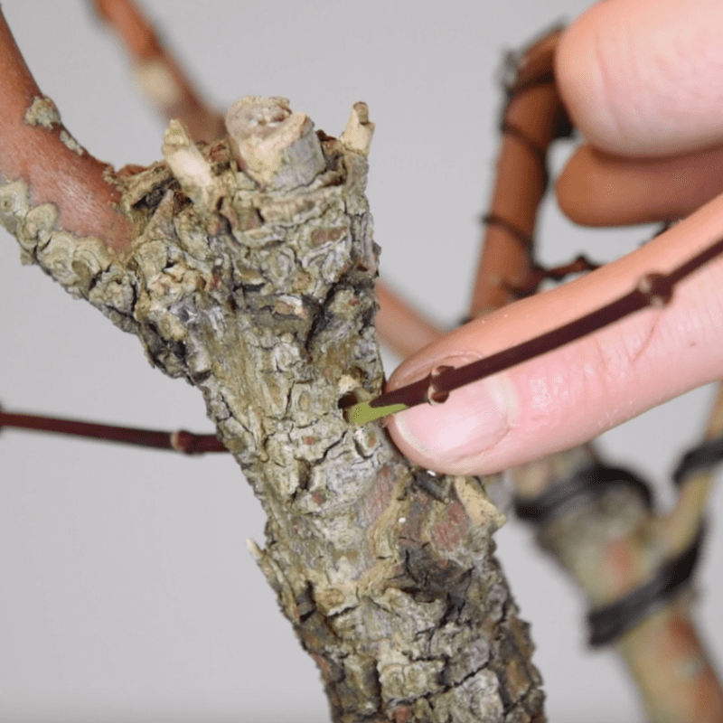 Bonsai-U Library – Eisei-en