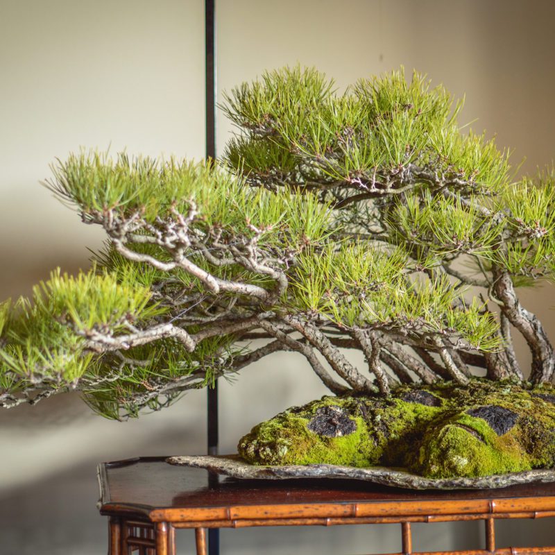 Bonsai-U Library – Eisei-en
